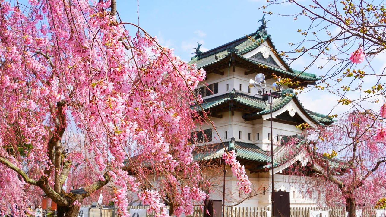 Sakura - Cerezos Japoneses